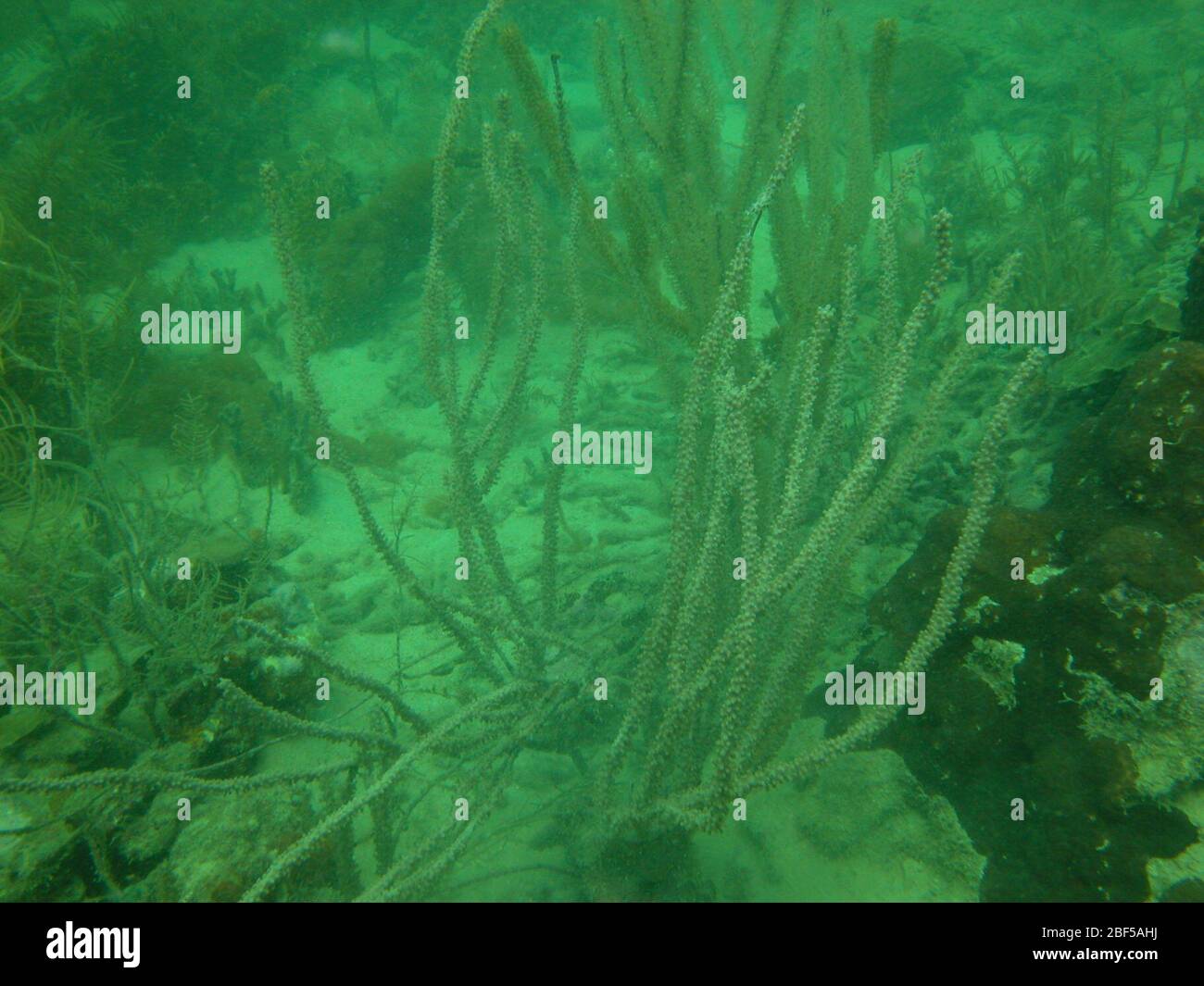 Clavigera hi-res stock photography and images - Alamy