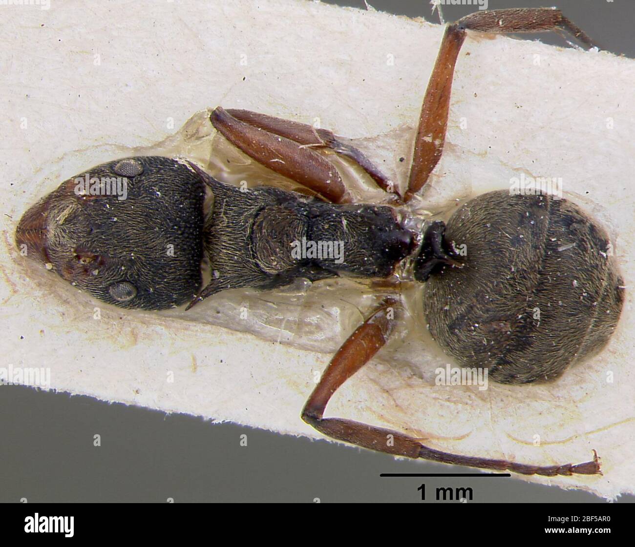 Monacis hi-res stock photography and images - Alamy