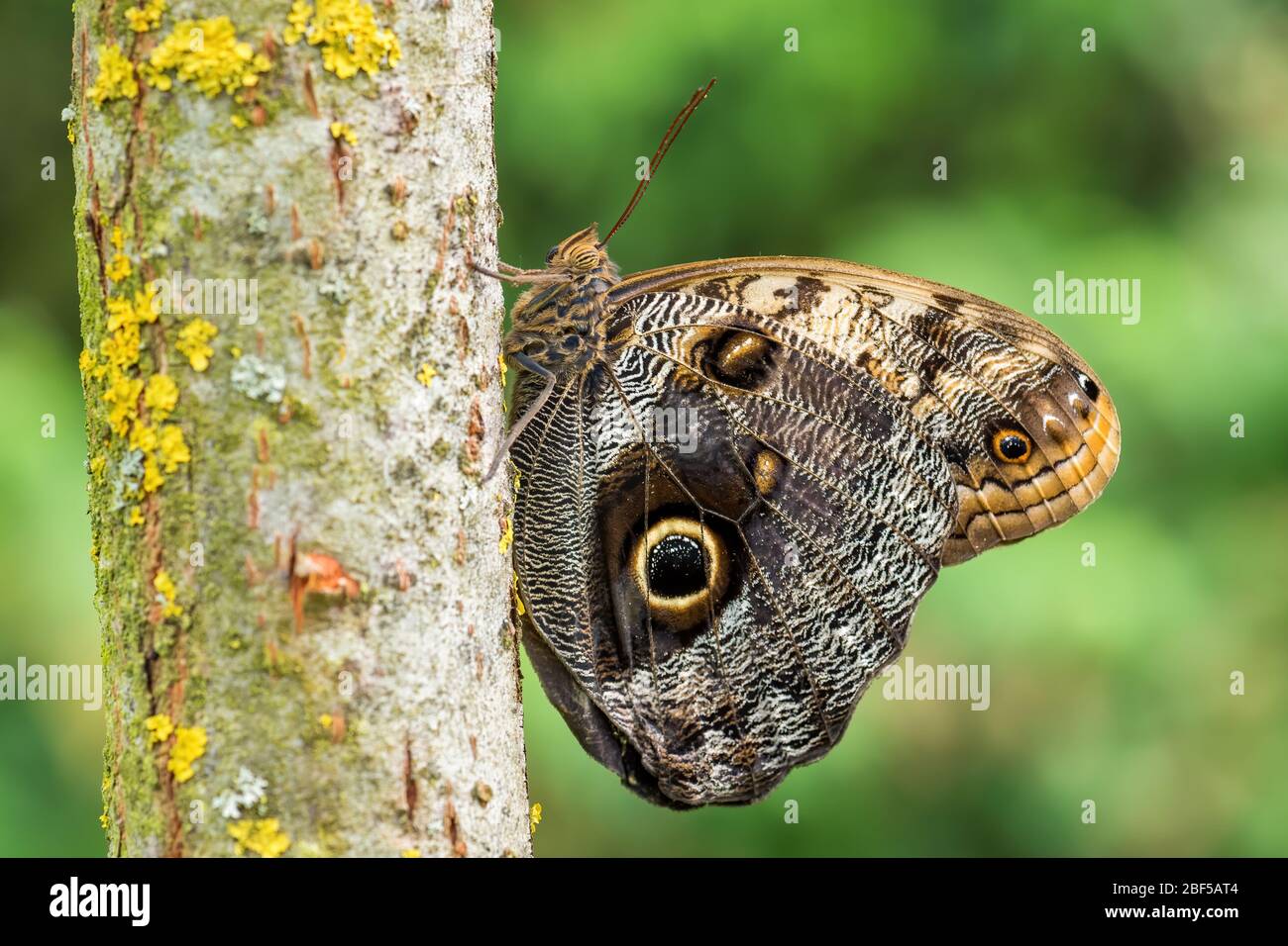 Giant owl butterfly - Caligo memnon, beautiful large butterfly from ...