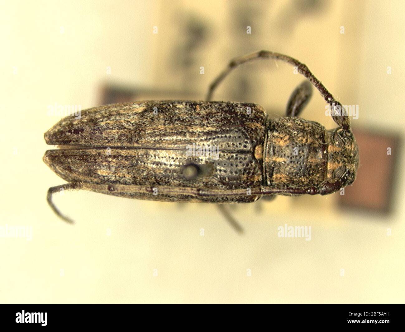 Latiuscula hi-res stock photography and images - Alamy