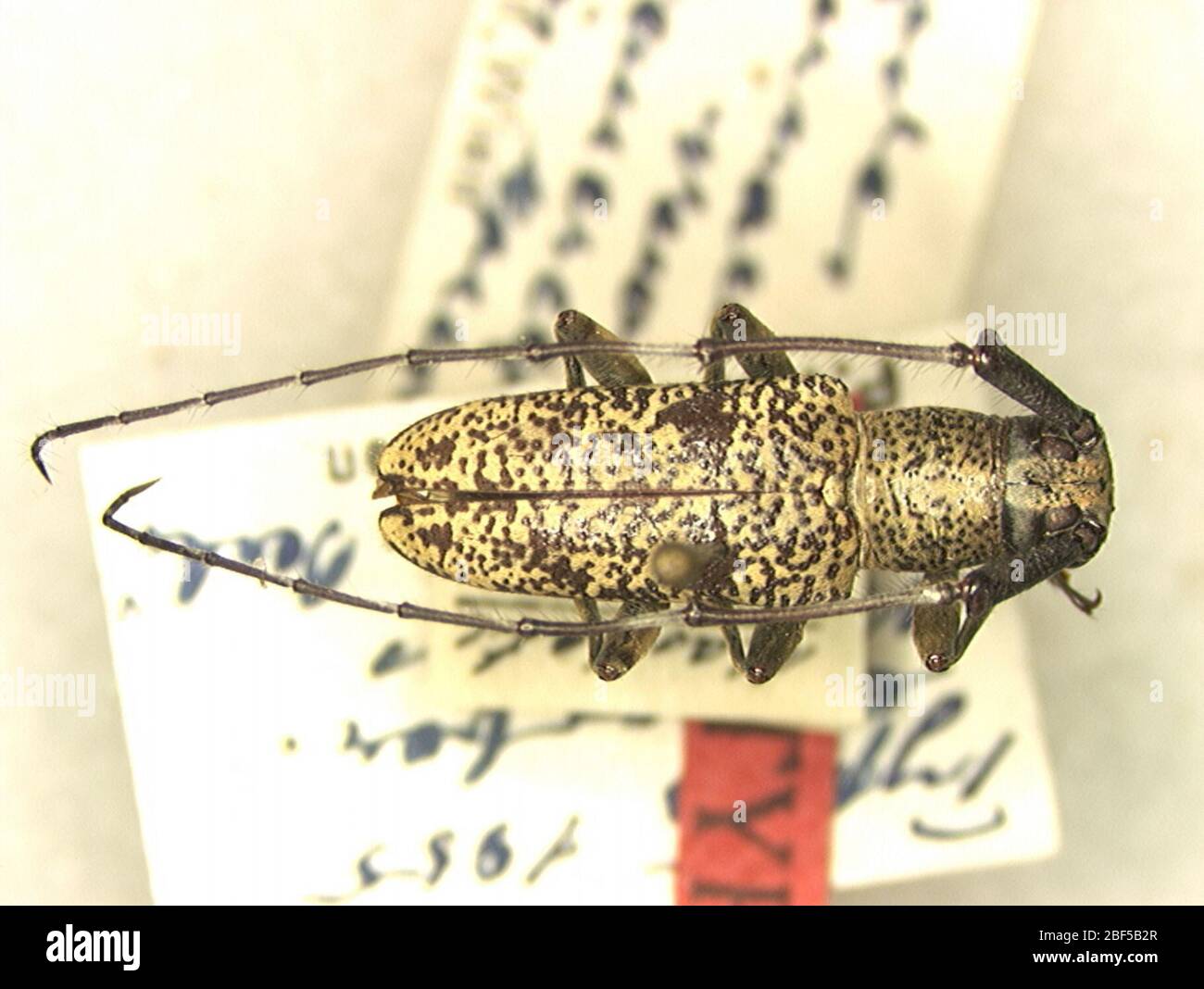 Evanescens hi-res stock photography and images - Alamy