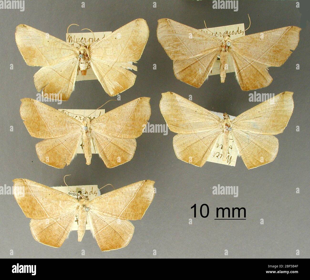 Mucronodes inopia. 9 Jan 20145 Stock Photo - Alamy