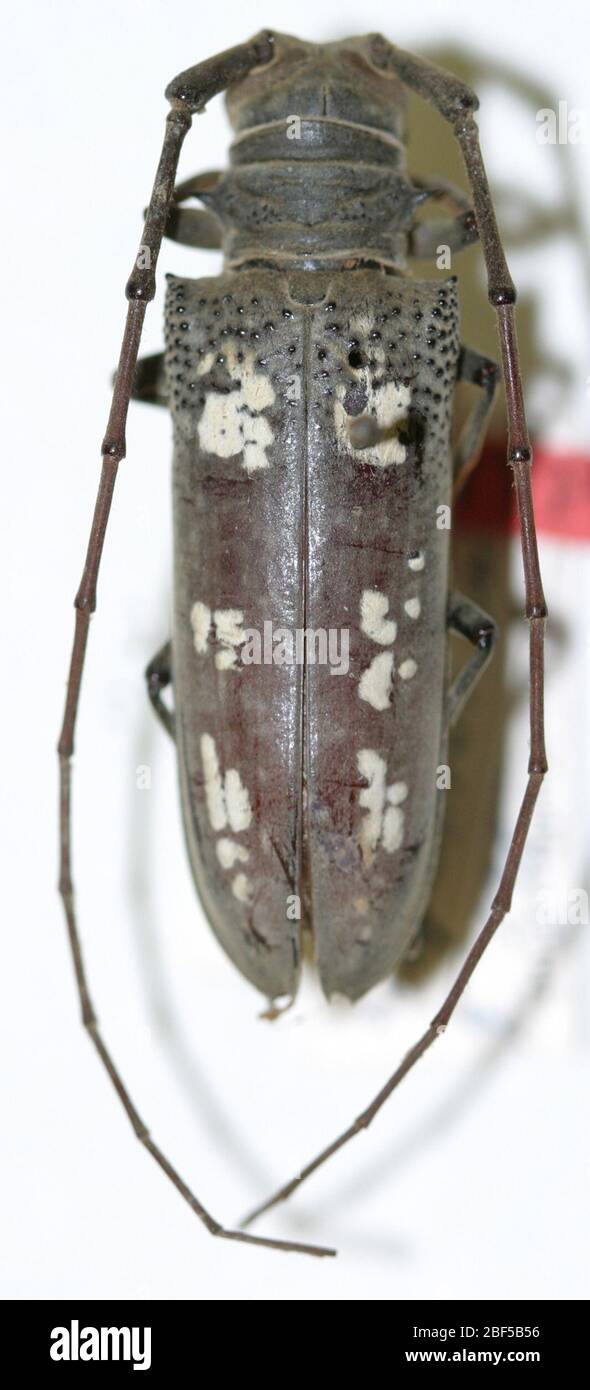 Apriona hi-res stock photography and images - Alamy