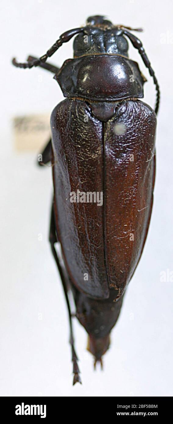 Thoracicus hi-res stock photography and images - Alamy