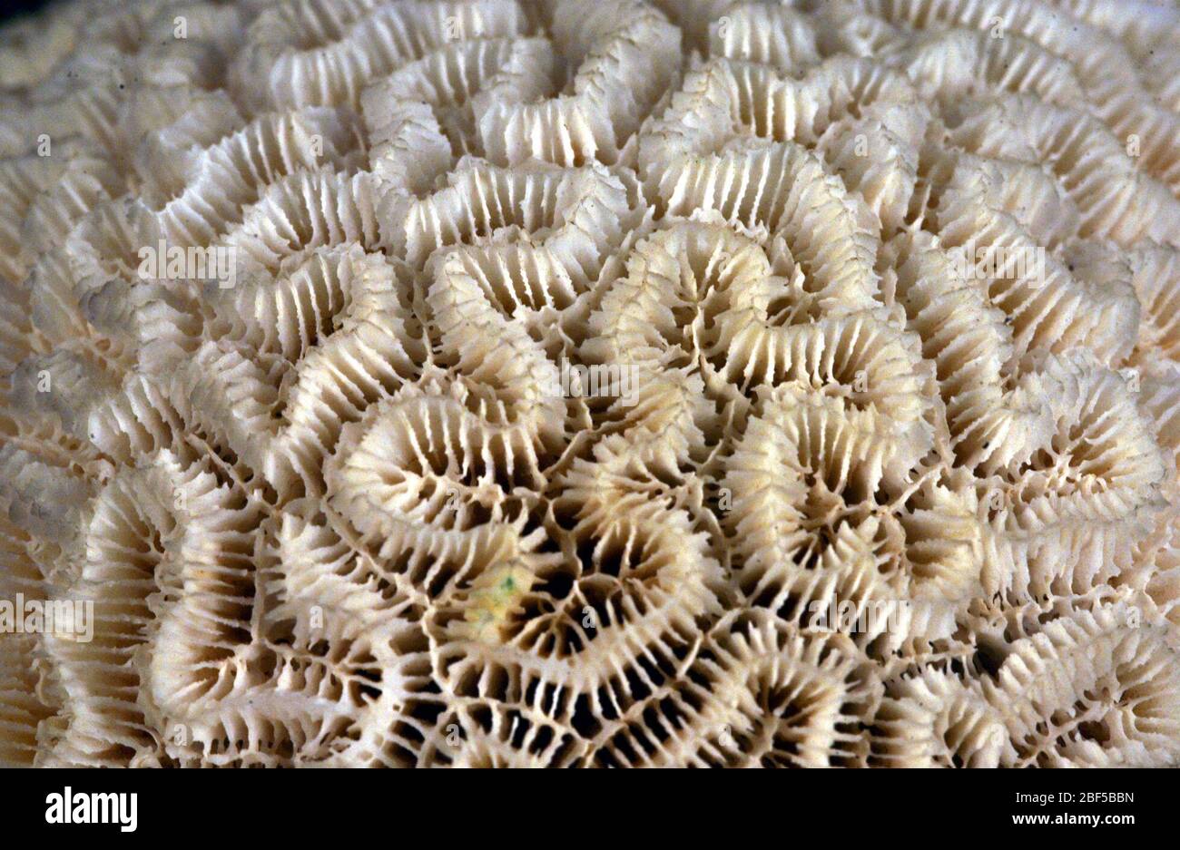 Meandrina hi-res stock photography and images - Alamy