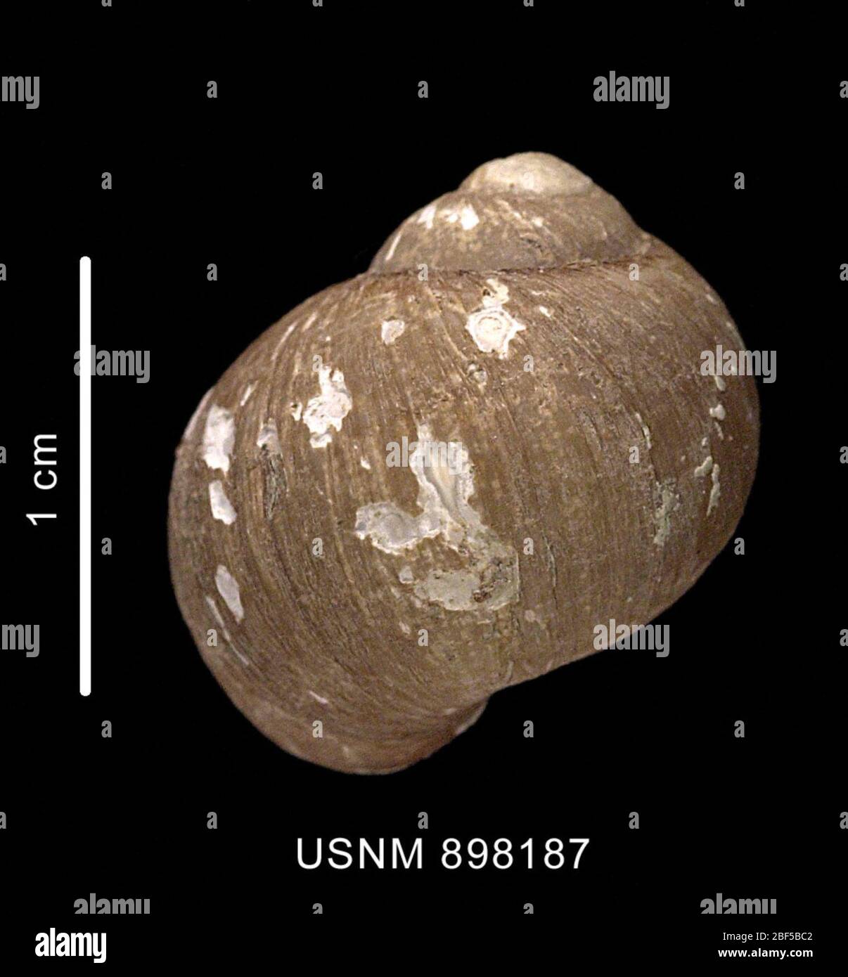 Natica hi-res stock photography and images - Alamy