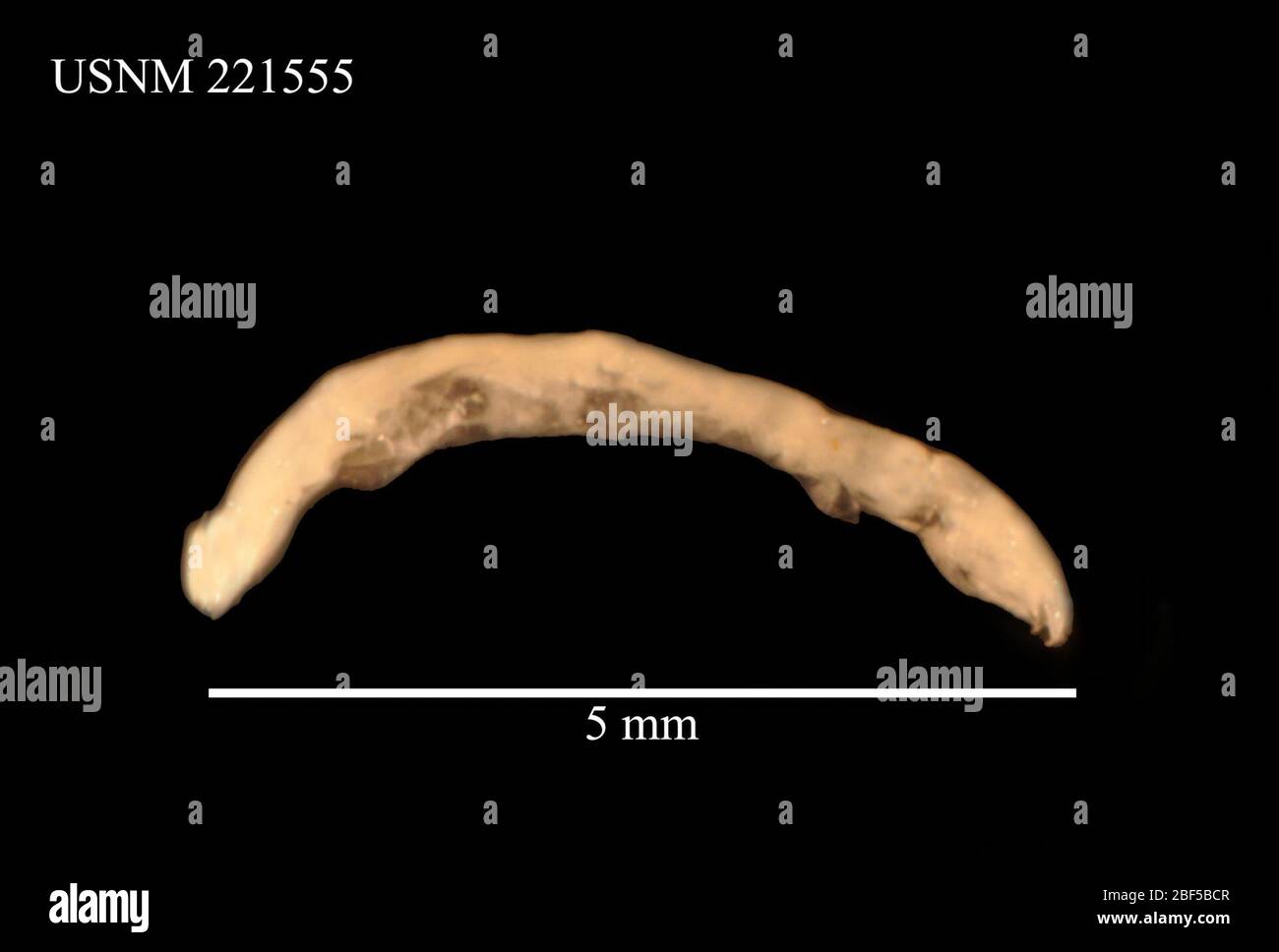 Argentinae hi-res stock photography and images - Alamy