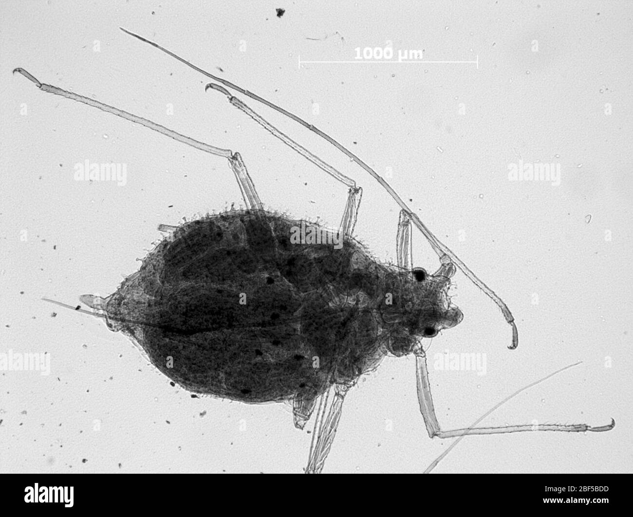 Coloradensis hi-res stock photography and images - Alamy