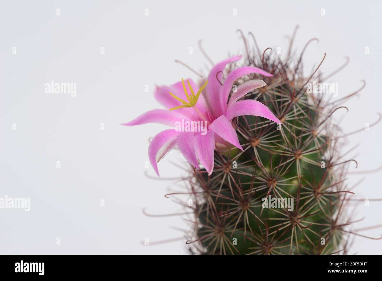 Schumannii High Resolution Stock Photography and Images - Alamy