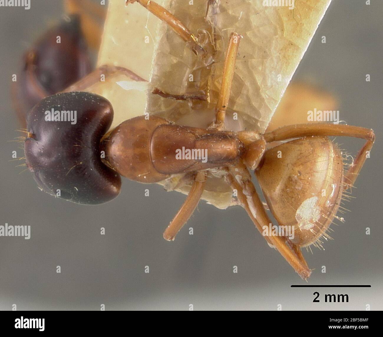 Camponotus Colobopsis maculatus sansabeanus var torrefactus. 28 Dec ...