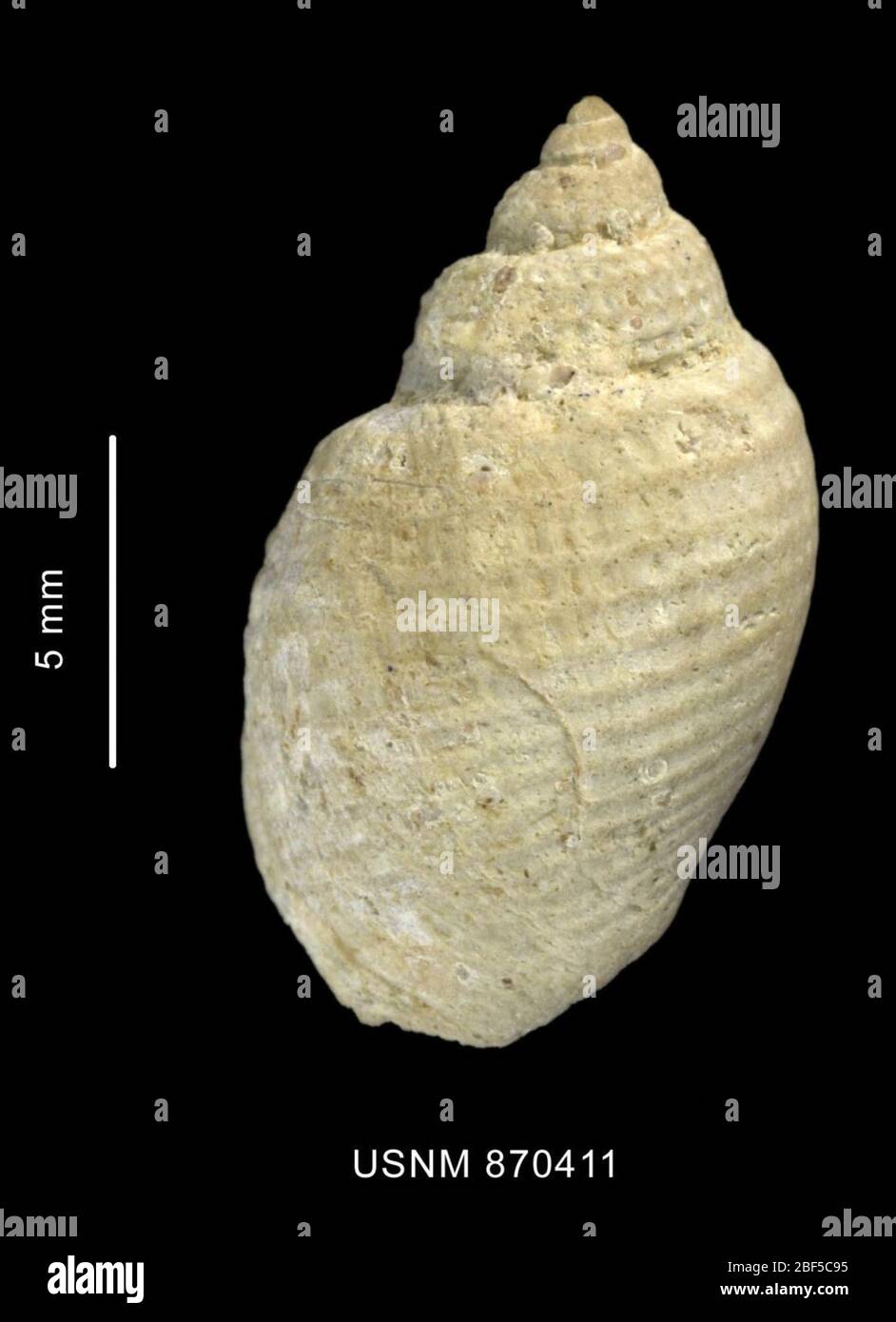 Admete philippii. 6 Feb 20139743 Stock Photo - Alamy