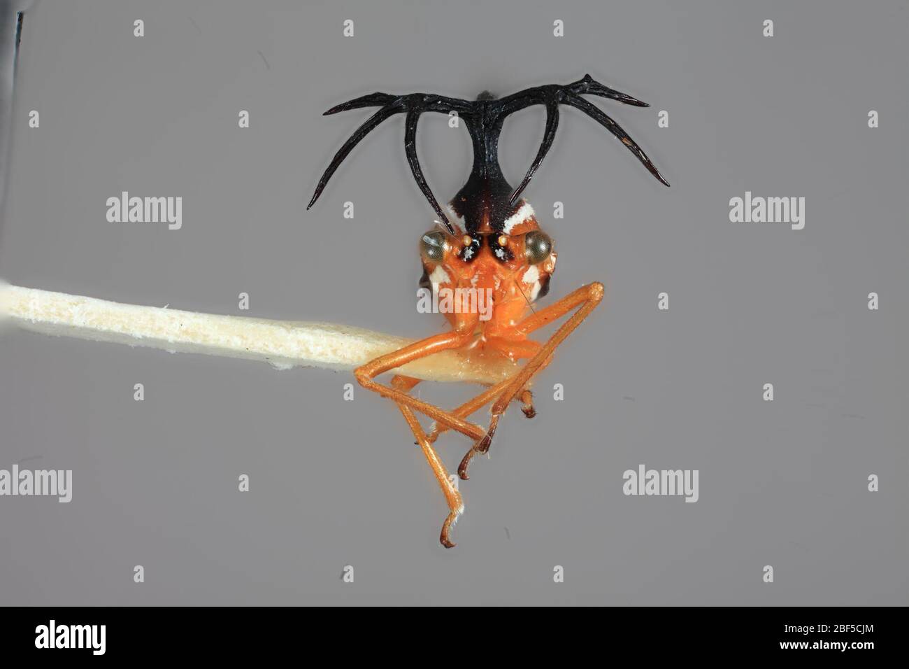 Umbelligerus peruviensis hi-res stock photography and images - Alamy