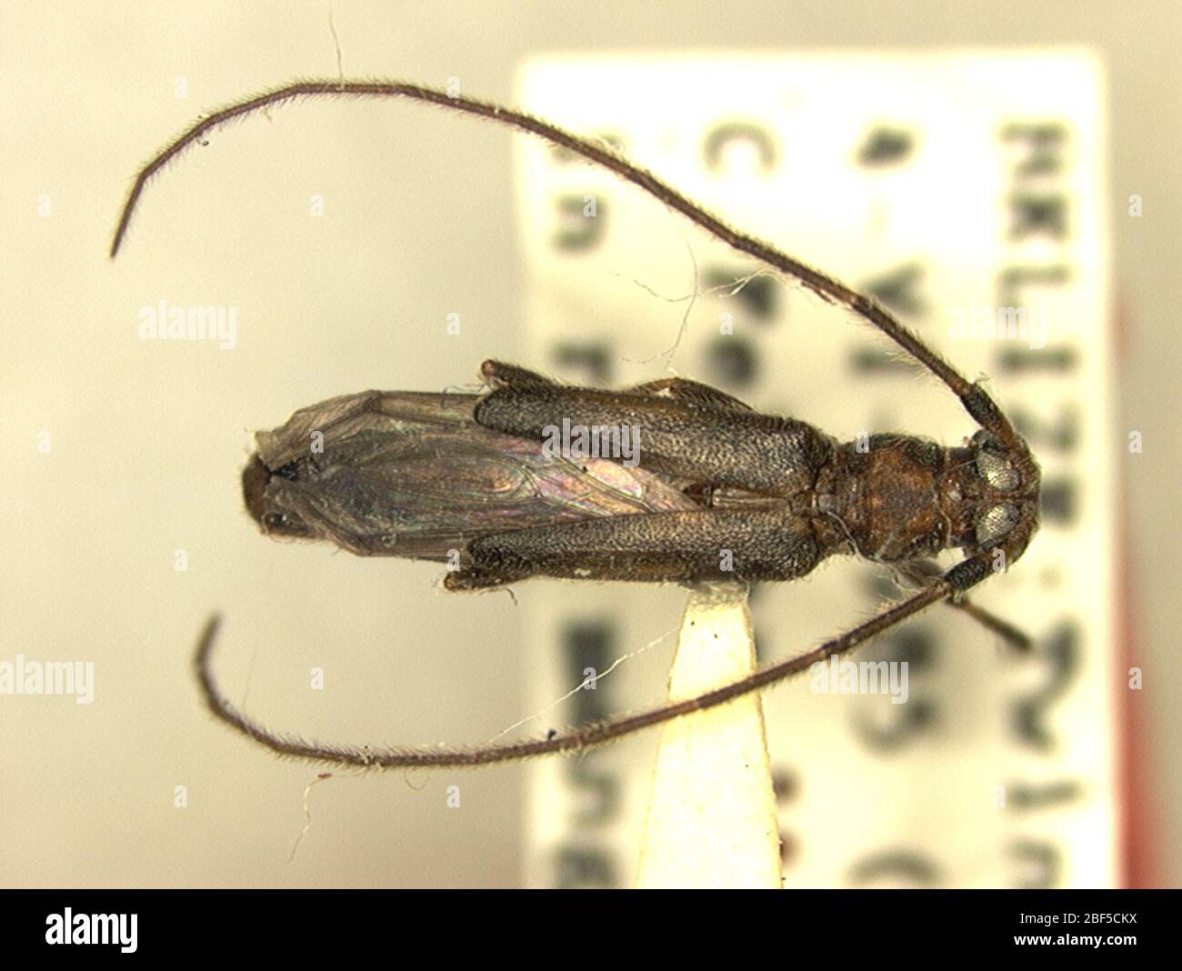 Methia rhizophorae. 9 Jan 20141 Stock Photo - Alamy