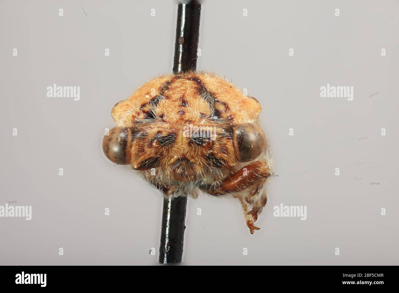 Buccina hi-res stock photography and images - Alamy