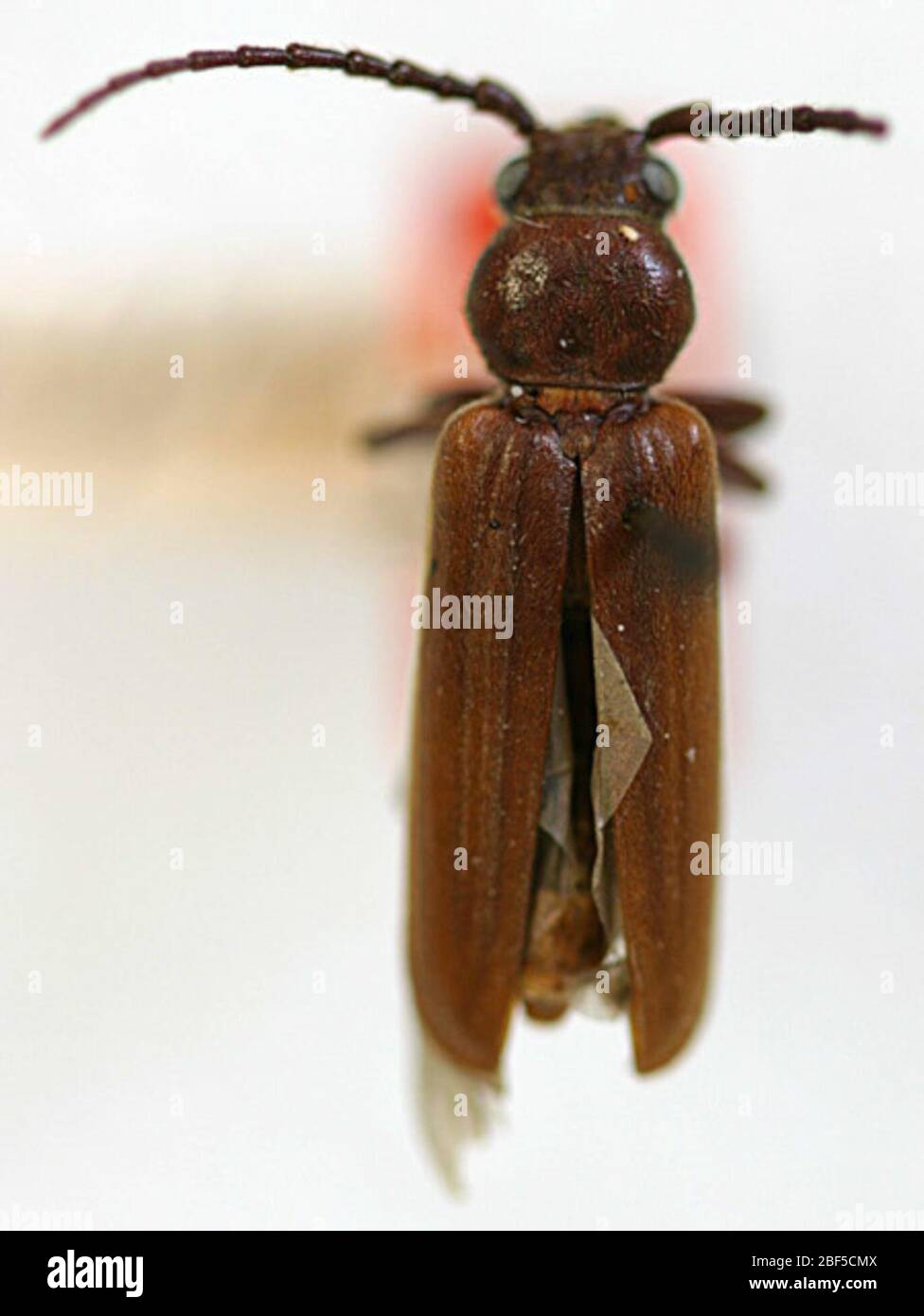 Criocephalus hi-res stock photography and images - Alamy