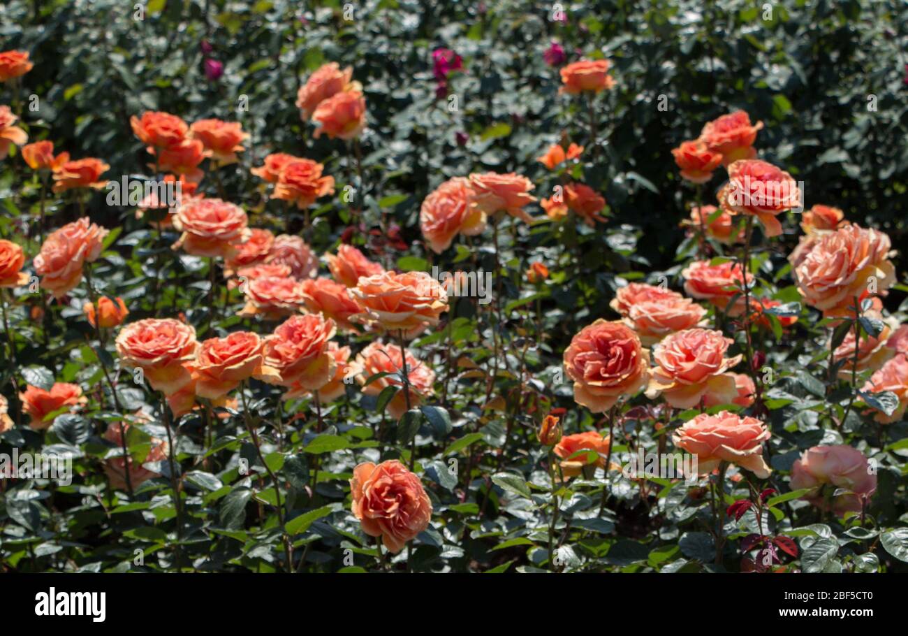 Beautiful colorful roses hi-res stock photography and images - Alamy