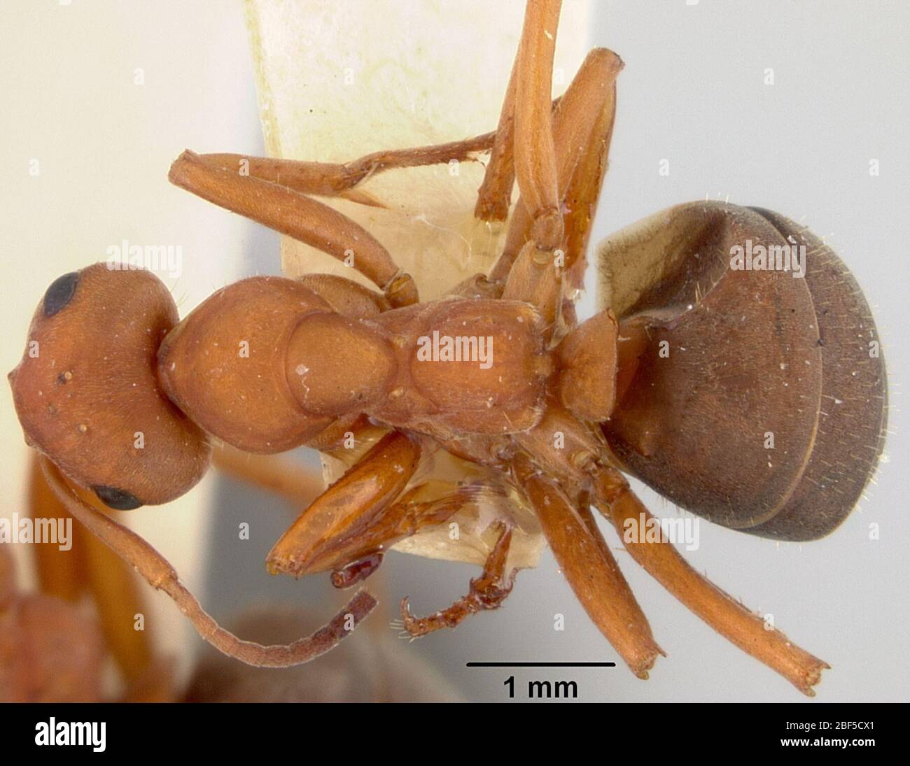 Subfasciata hi-res stock photography and images - Alamy