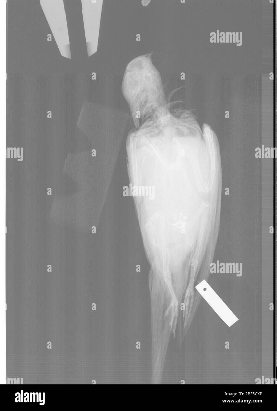 Bird species taxonomy Black and White Stock Photos & Images - Alamy