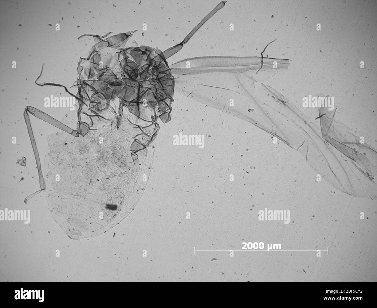 Pyri Black and White Stock Photos & Images - Alamy