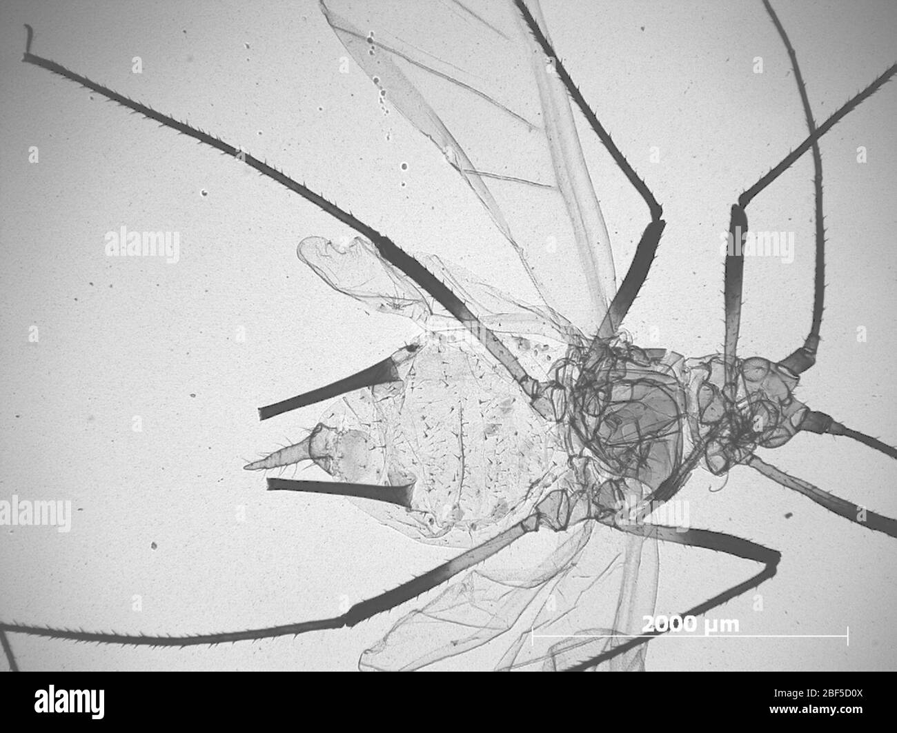 Leonardi hi-res stock photography and images - Alamy