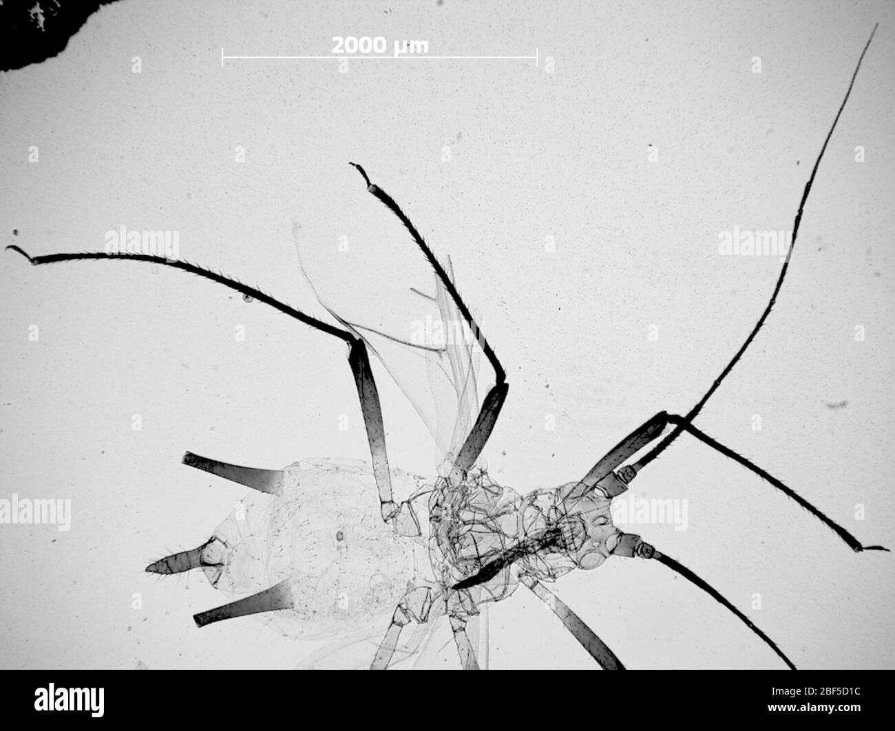 Parvotuberculatus hi-res stock photography and images - Alamy