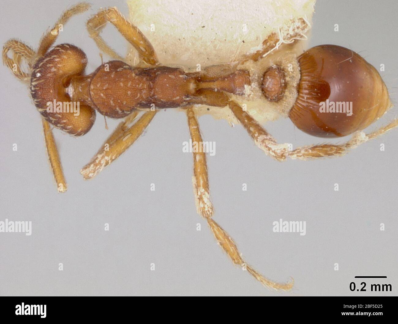 Strumigenys sublonga hi-res stock photography and images - Alamy