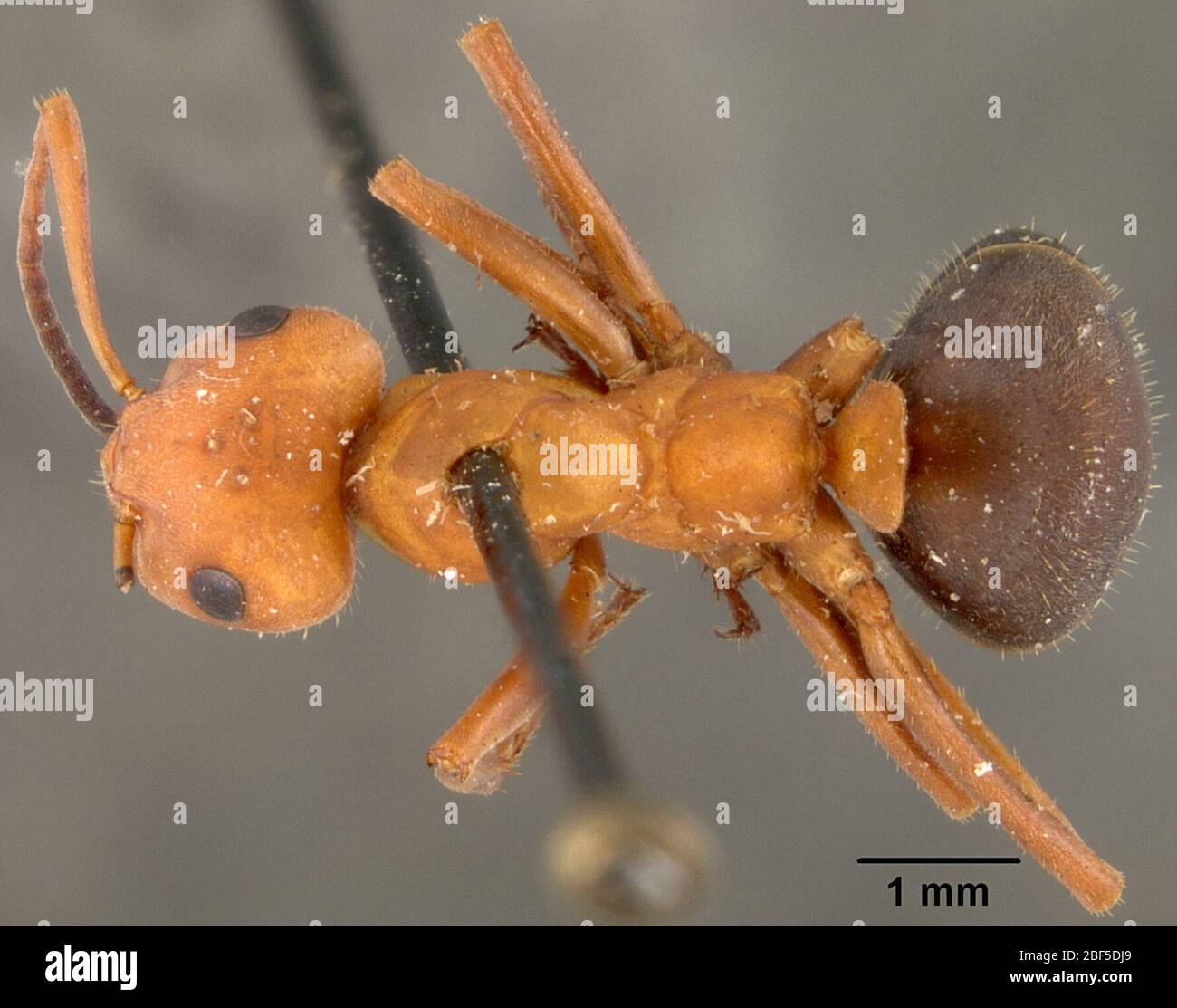 Formica integra hi-res stock photography and images - Alamy