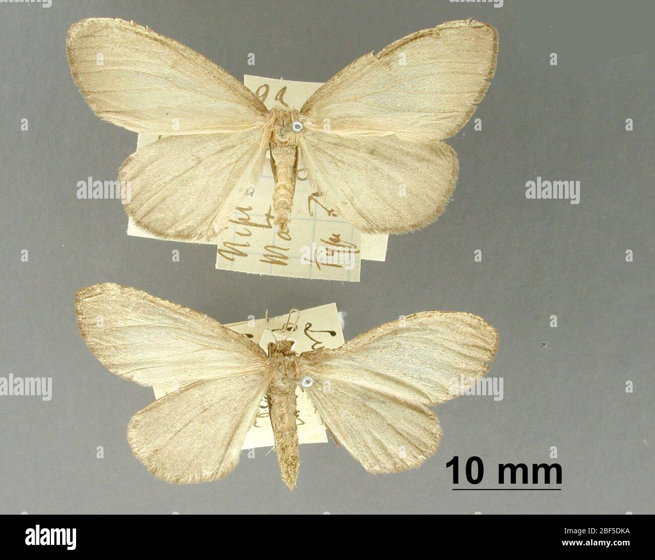 Maturata hi-res stock photography and images - Alamy