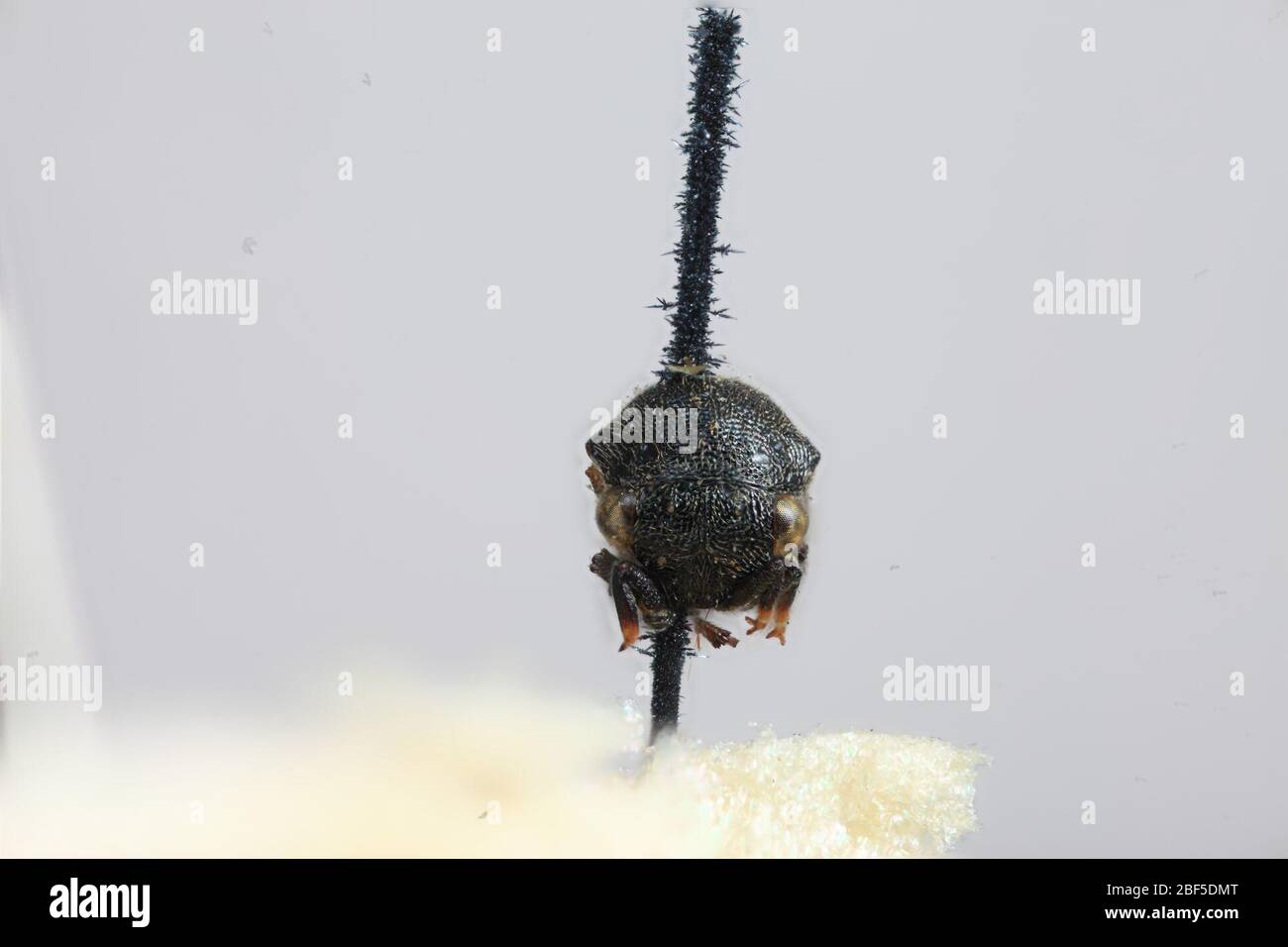 Gargara minuta. 6 Apr 20171 Stock Photo - Alamy