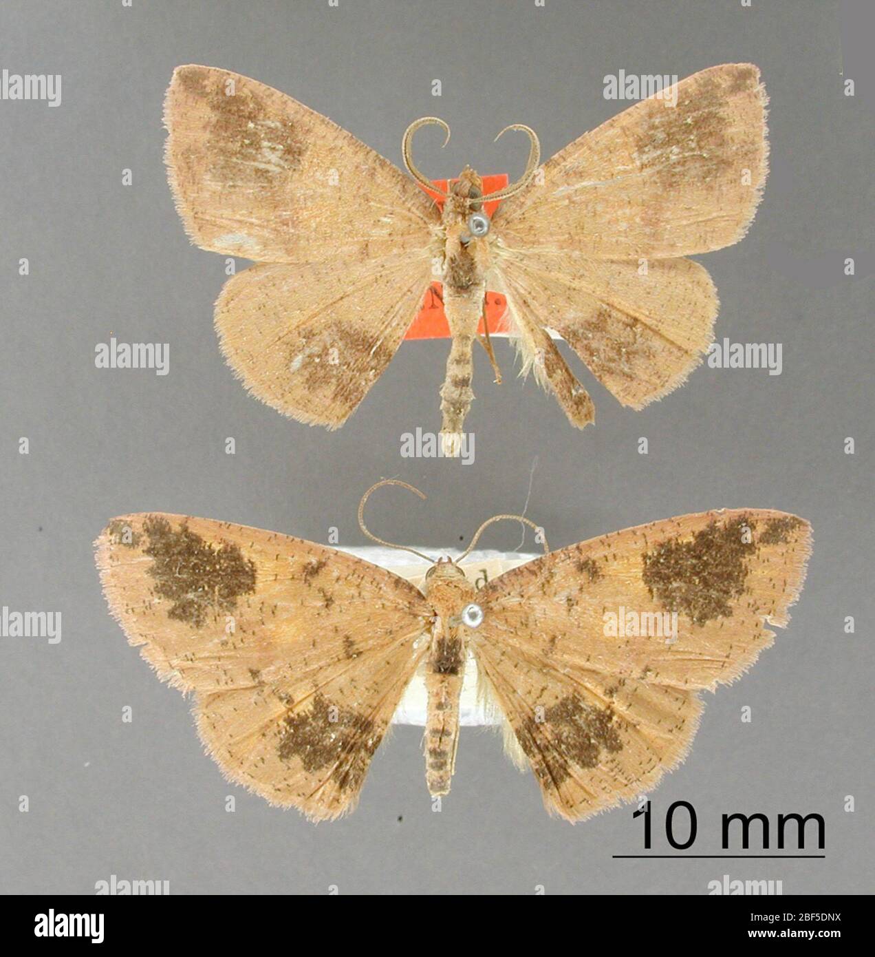 Petelia nigrivestita. 9 Jan 20142 Stock Photo - Alamy