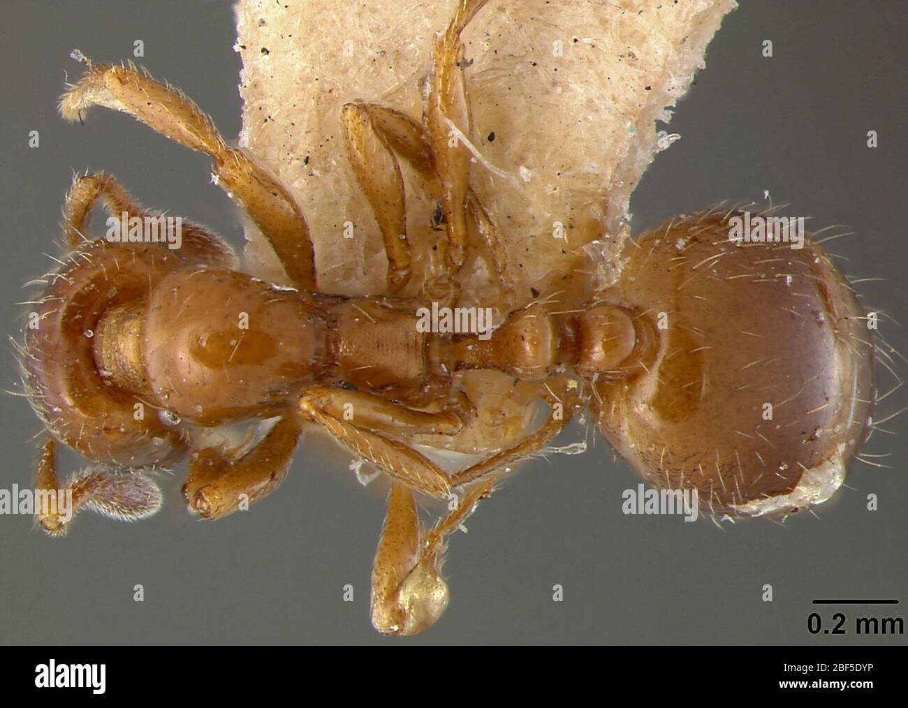 Monomorium hi-res stock photography and images - Alamy