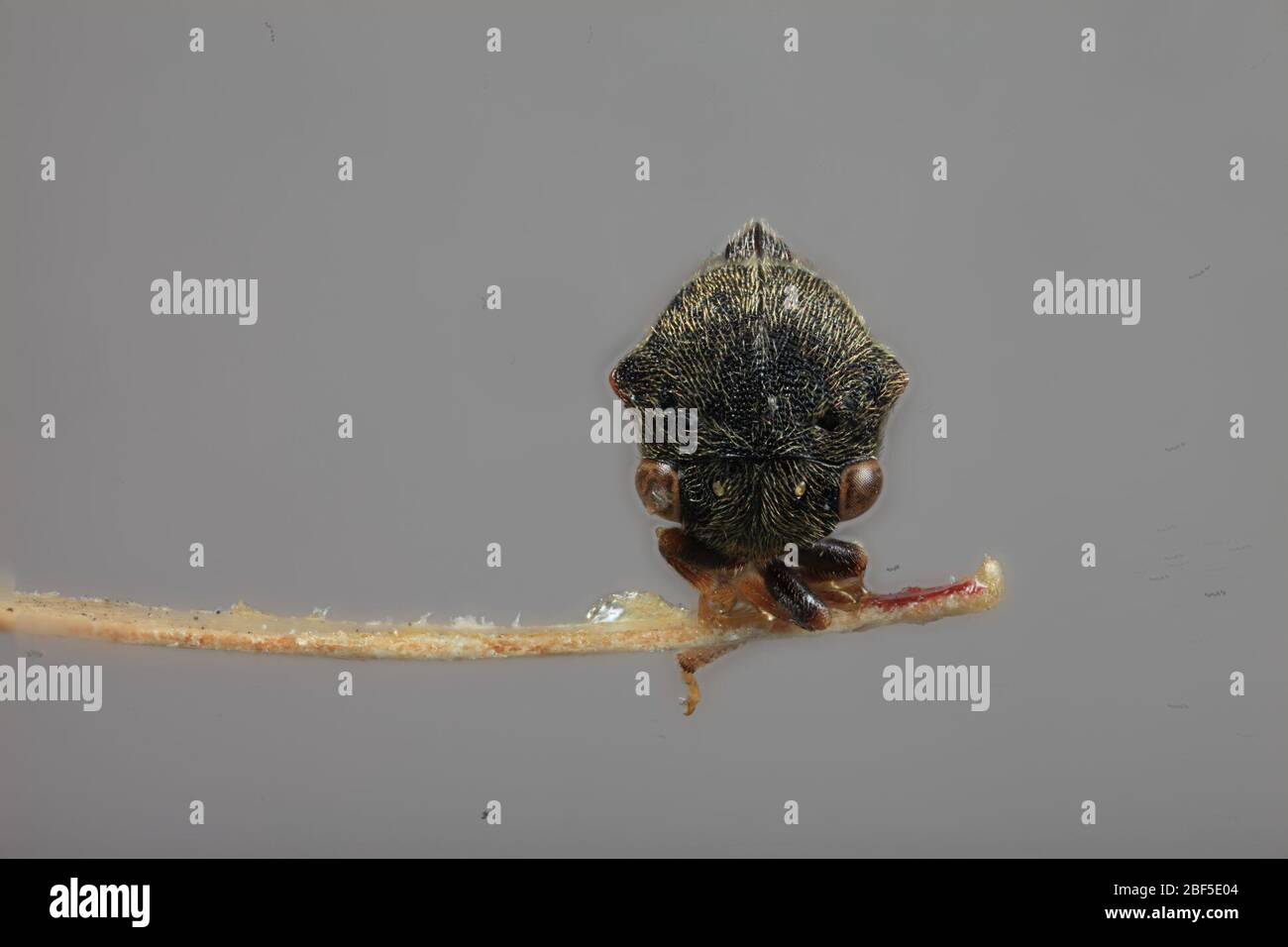 Gargara hi-res stock photography and images - Alamy