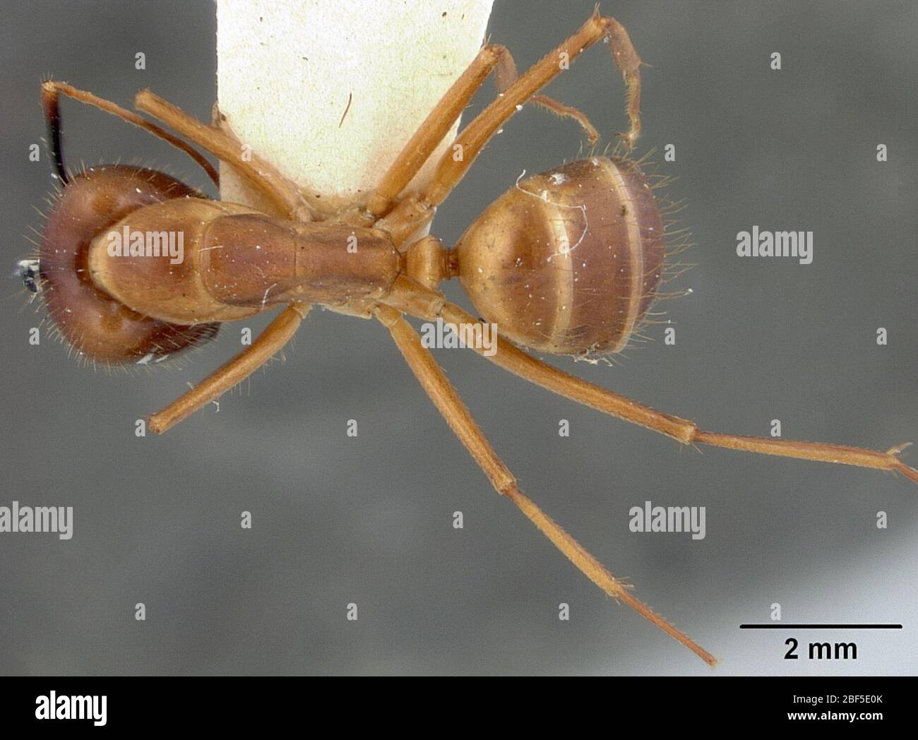 Camponotus Tanaemyrmex fumidus var spurcus. 28 Dec 20161 Stock Photo ...