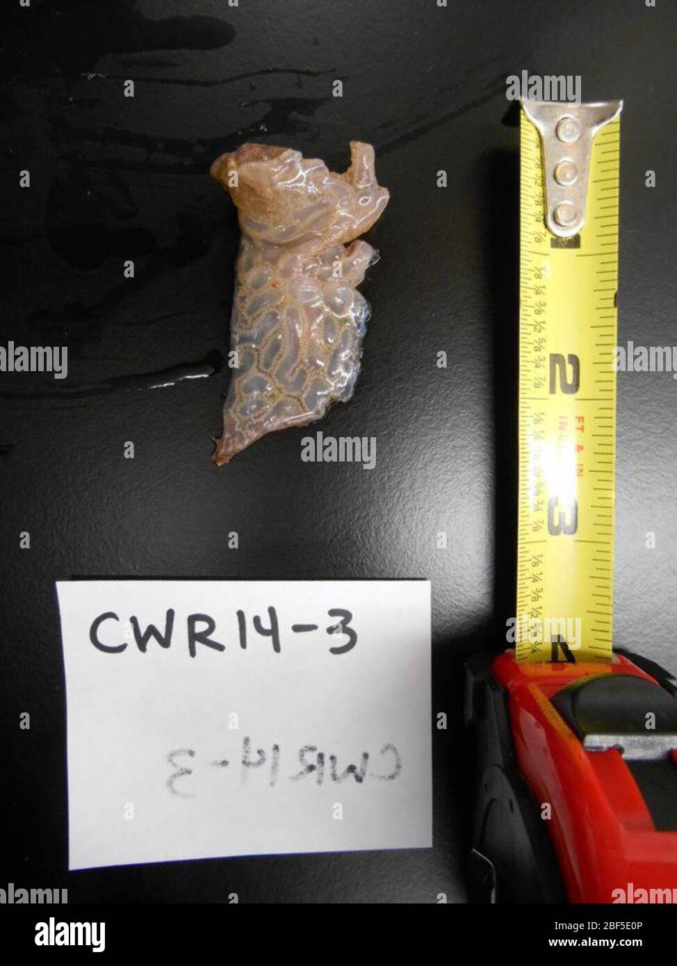 Botrylloides hi-res stock photography and images - Alamy