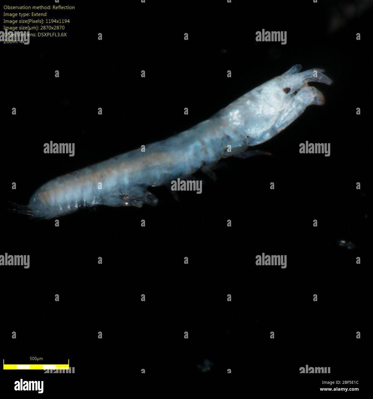 Tanaidacea. Fraction: 500um - 2mm, ARMS 17-1, ARMS Number: 175 Feb ...