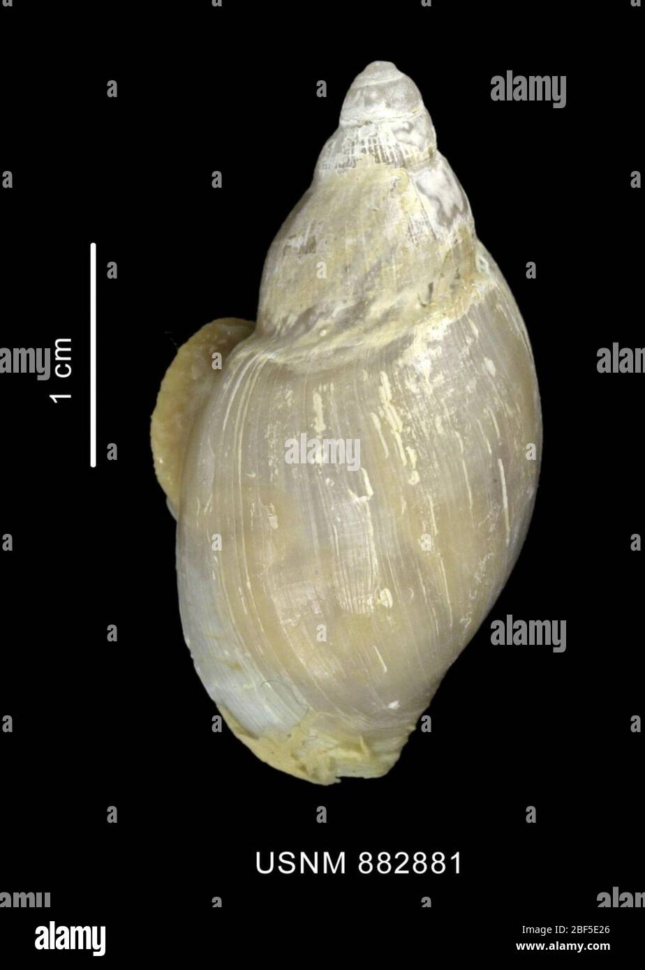 Provocator hi-res stock photography and images - Alamy