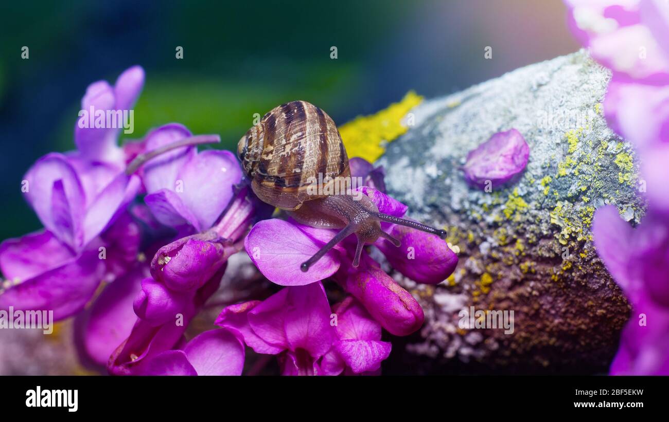Little snail on a green leaf. A mollusk with a small house on the back ...