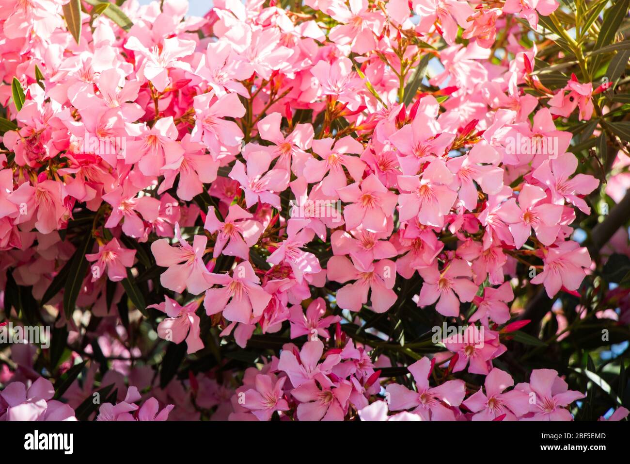 Branches of oleander tree ( Nerium oleander ) with pink flowers Stock ...