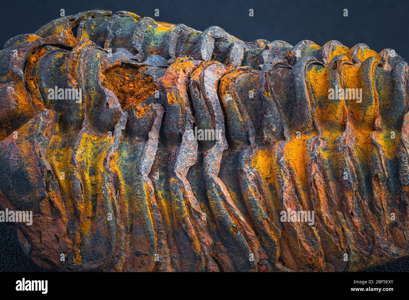 Trilobite fossil detailed look, close up picture prehistoric animal ...