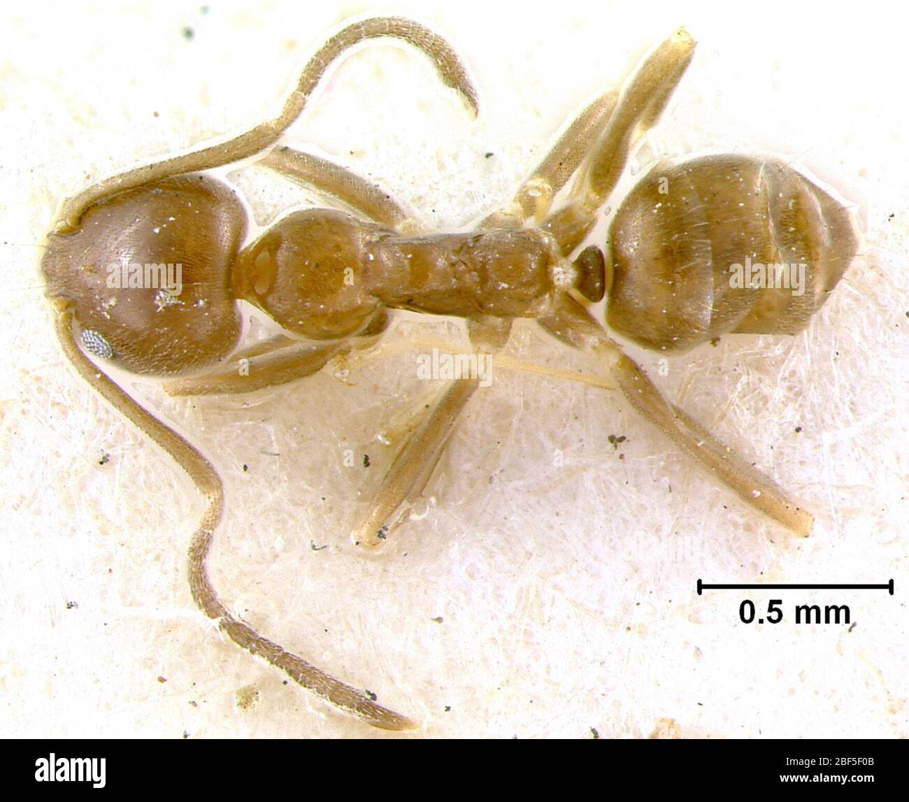 Melleus hi-res stock photography and images - Alamy