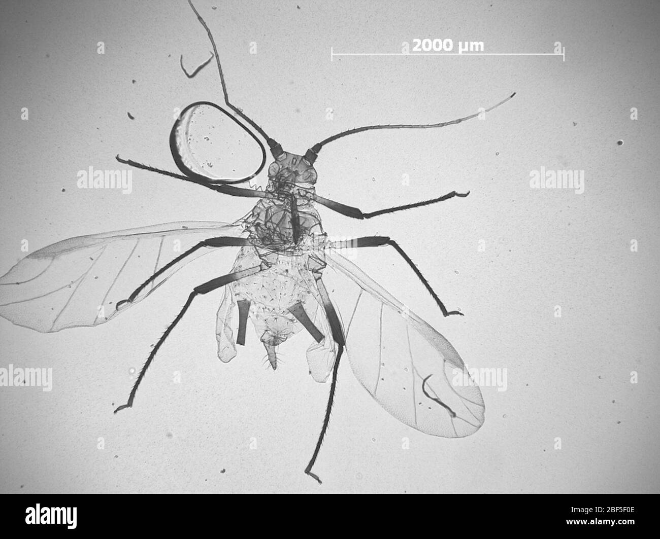 Dactynotus hi-res stock photography and images - Alamy