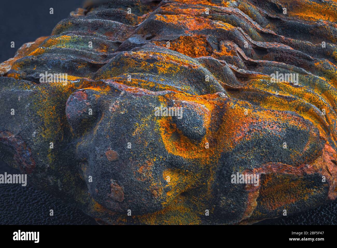 Trilobite fossil detailed look, close up picture prehistoric animal ...