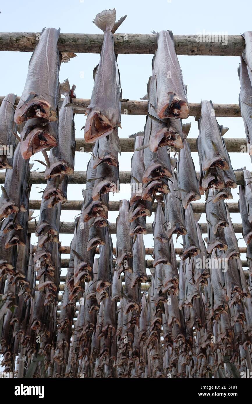 Viking Fish High Resolution Stock Photography and Images - Alamy