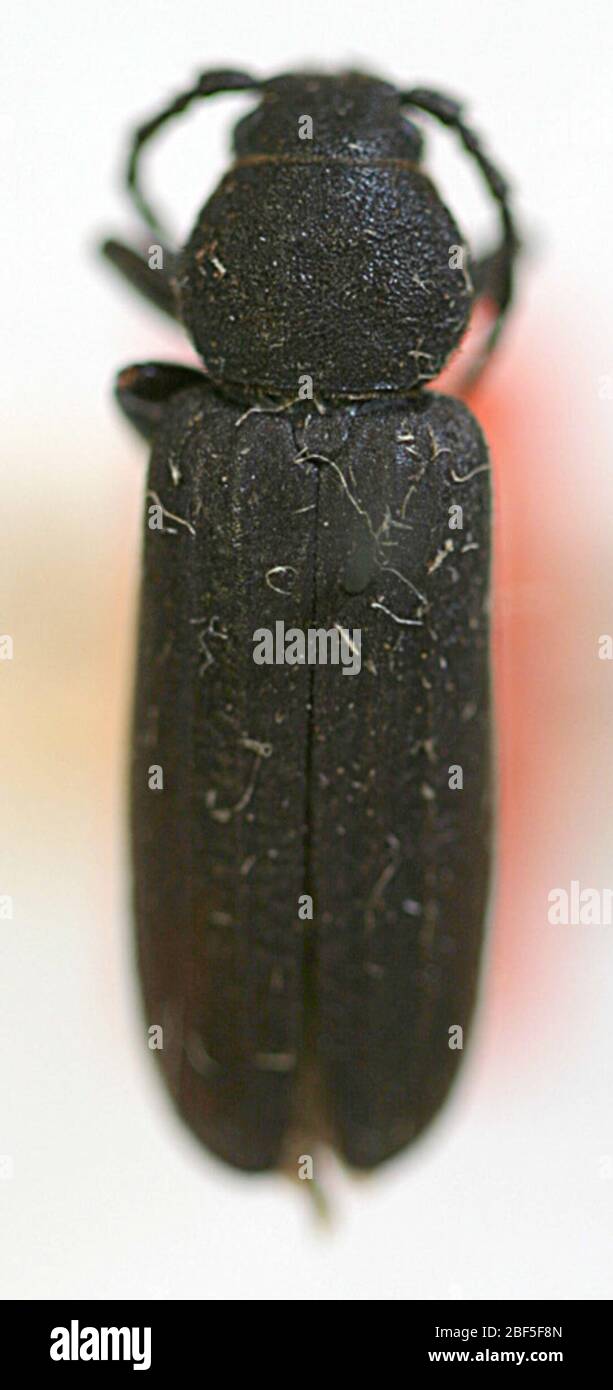 Asemum hi-res stock photography and images - Alamy