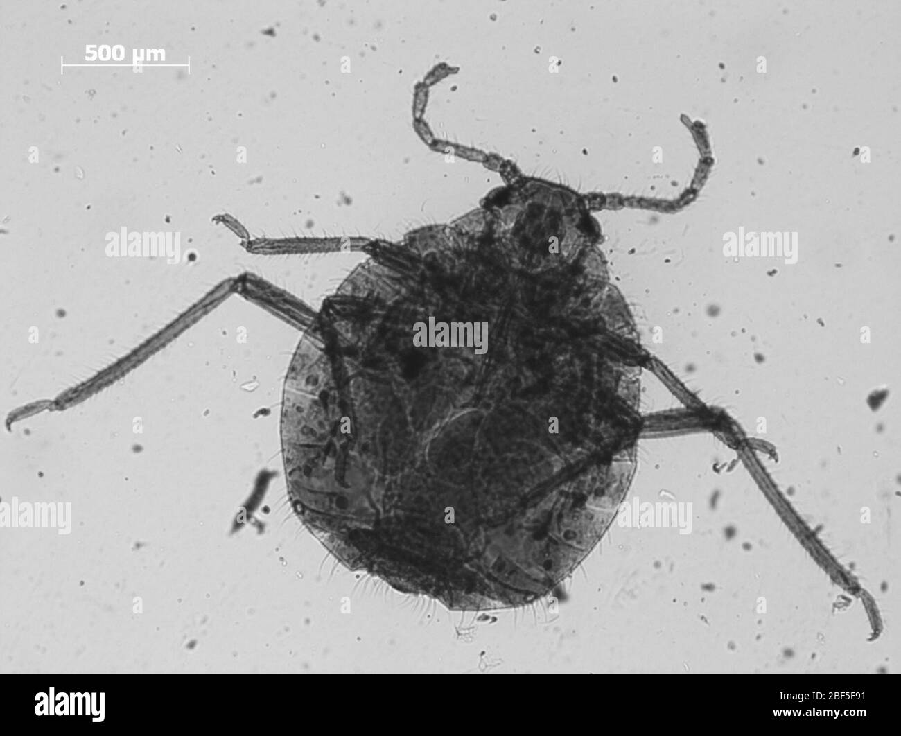 Graminis hi-res stock photography and images - Alamy