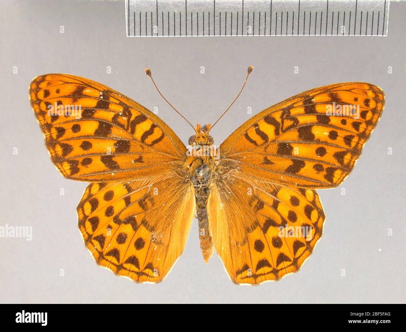 Zerene hi-res stock photography and images - Alamy