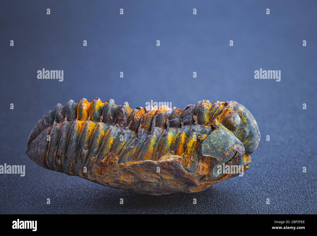 Trilobite fossil detailed look, close up picture prehistoric animal ...