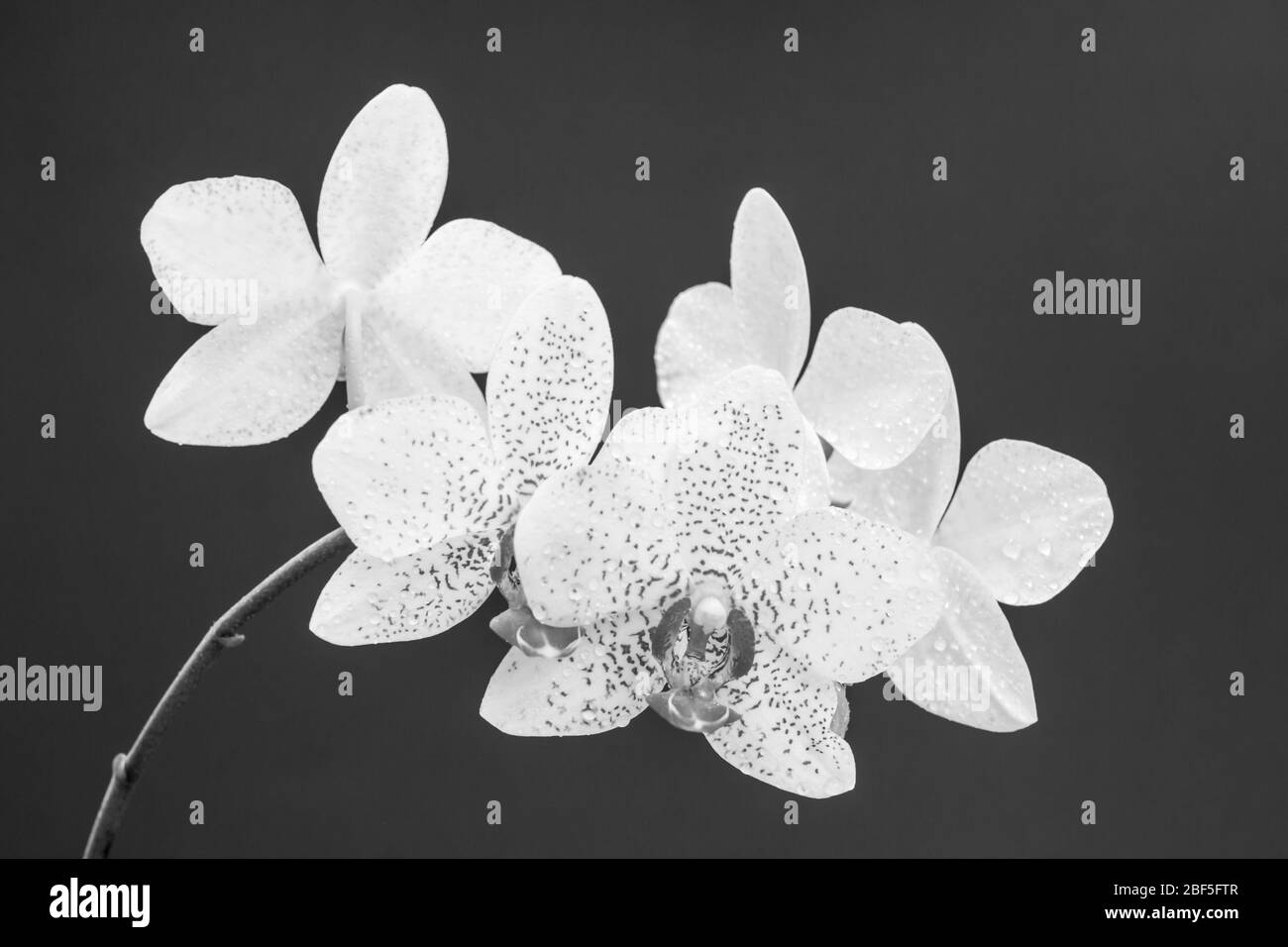 Spa detail orchid Black and White Stock Photos & Images - Alamy