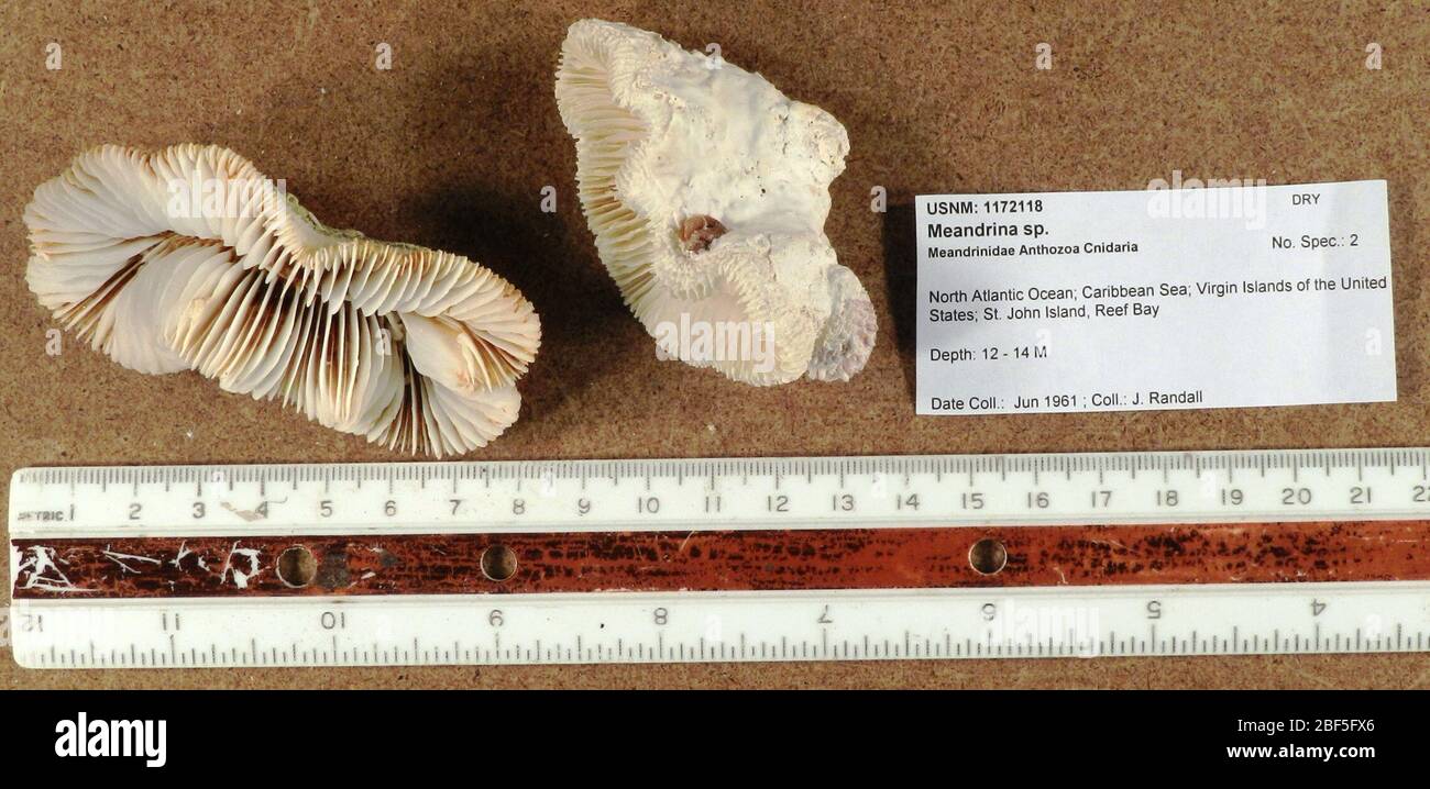 Meandrina hi-res stock photography and images - Alamy