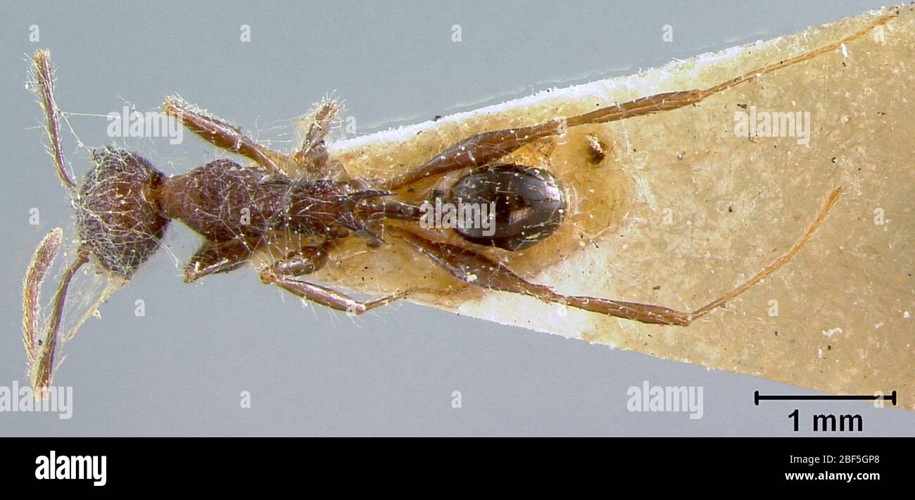 Cressoni hi-res stock photography and images - Alamy